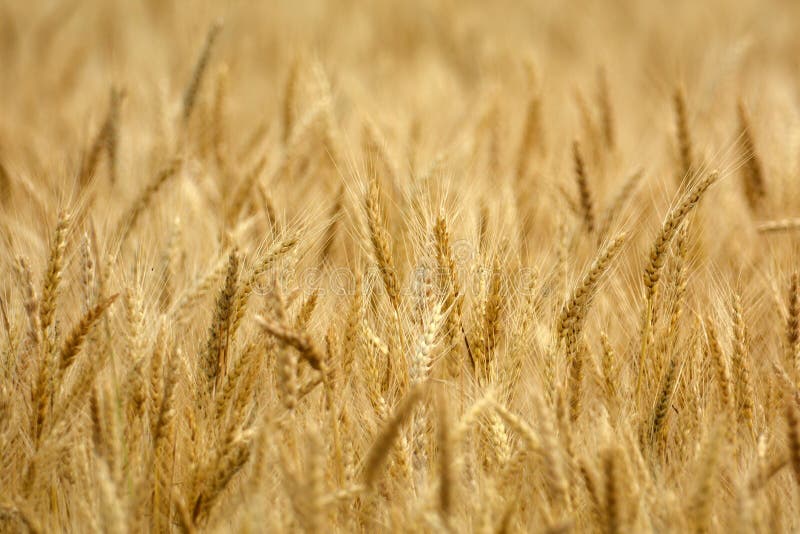 Textures of a Field of Wheat Standing in an Agriculture Field Stock ...