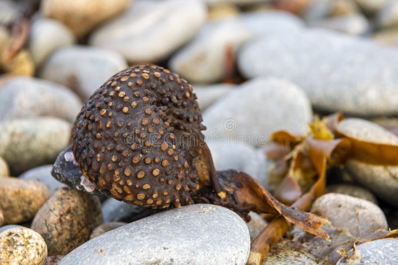 Textures, Forms and Shapes Made by the Nature Stock Photo - Image of ...