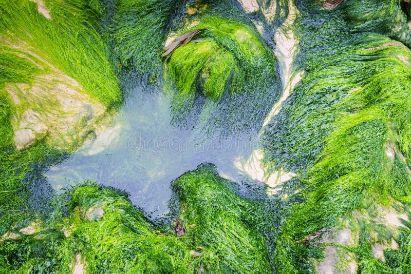 Green algae on the beach stock photo. Image of landscape - 124119552