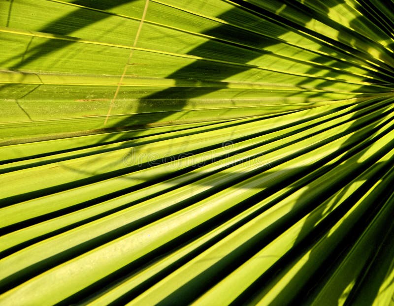 Textures of Green Palm Leaves Stock Image - Image of leaf, green: 141244153