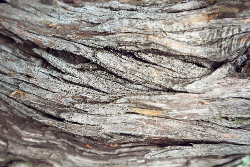 Juniper Bark stock image. Image of nature, rustic, weathered - 18088815