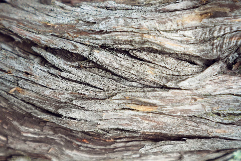 Textures of Juniper Bark. Horizontal Stripe Stock Image - Image of ...