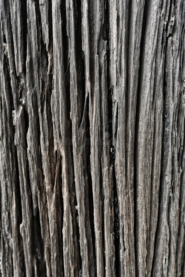 Textures and Natural Patterns Bark of Tree Trunk Stock Photo - Image of ...