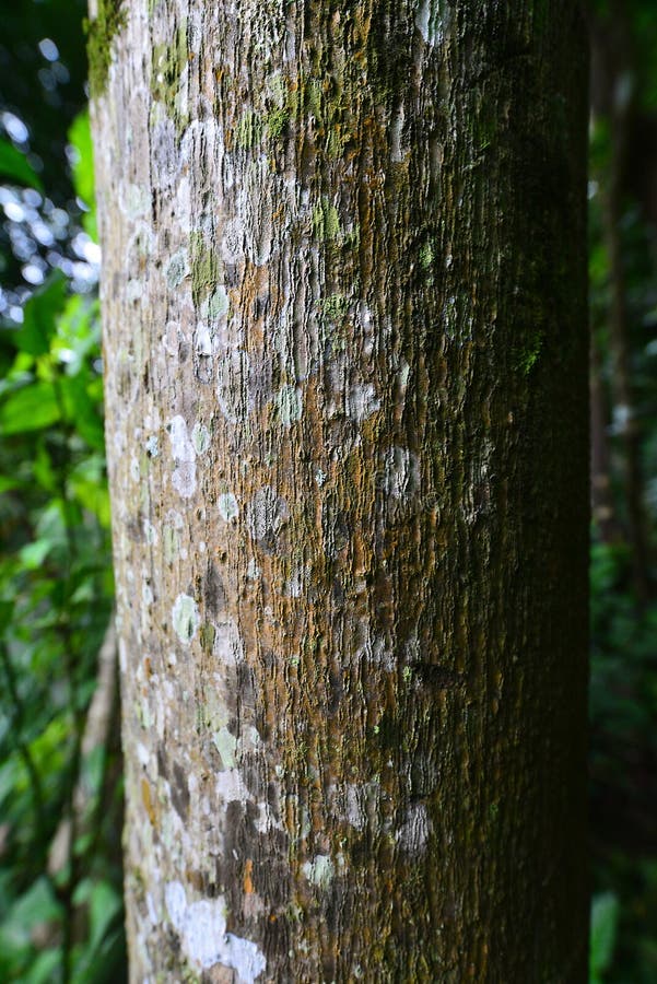 Textures and Natural Patterns Bark of Tree Trunk Stock Image - Image of ...