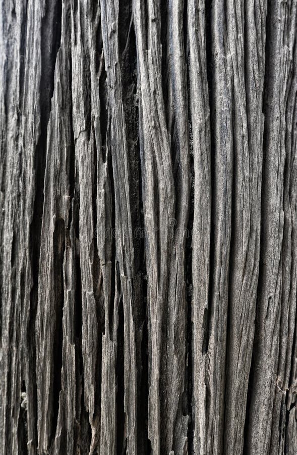 Textures and Natural Patterns Bark of Tree Trunk Stock Photo - Image of ...