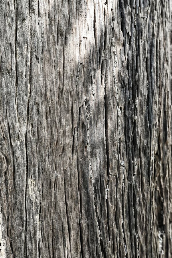 Textures and Natural Patterns Bark of Tree Trunk Stock Photo - Image of ...
