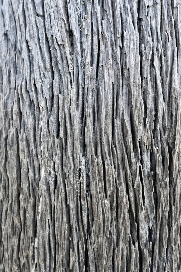 Textures and Natural Patterns Bark of Tree Trunk Stock Image - Image of ...