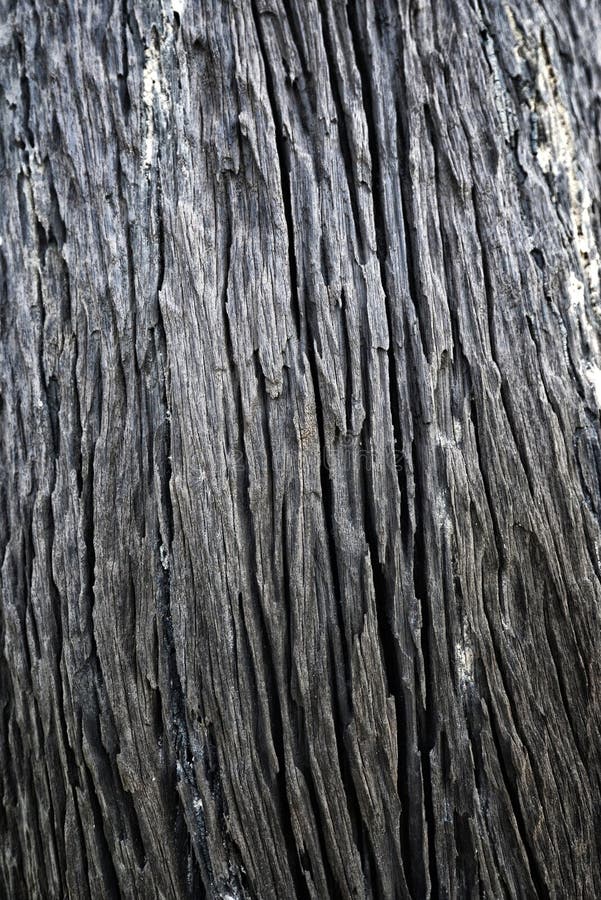 Textures and Natural Patterns Bark of Tree Trunk Stock Image - Image of ...
