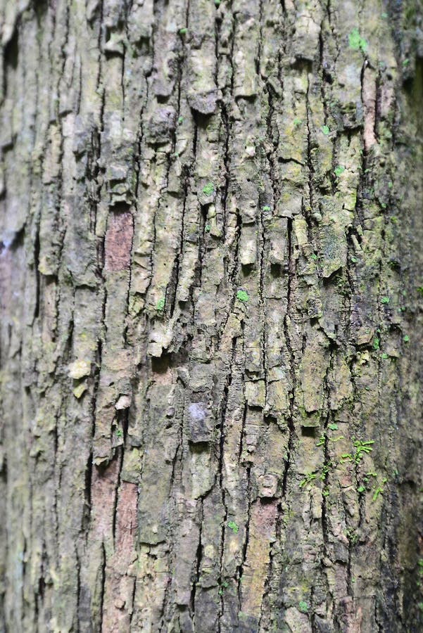 Textures and Natural Patterns Bark of the Trunk Stock Photo - Image of ...