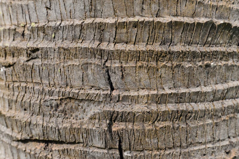 Textures and Natural Patterns Bark of the Trunk. Stock Image - Image of ...