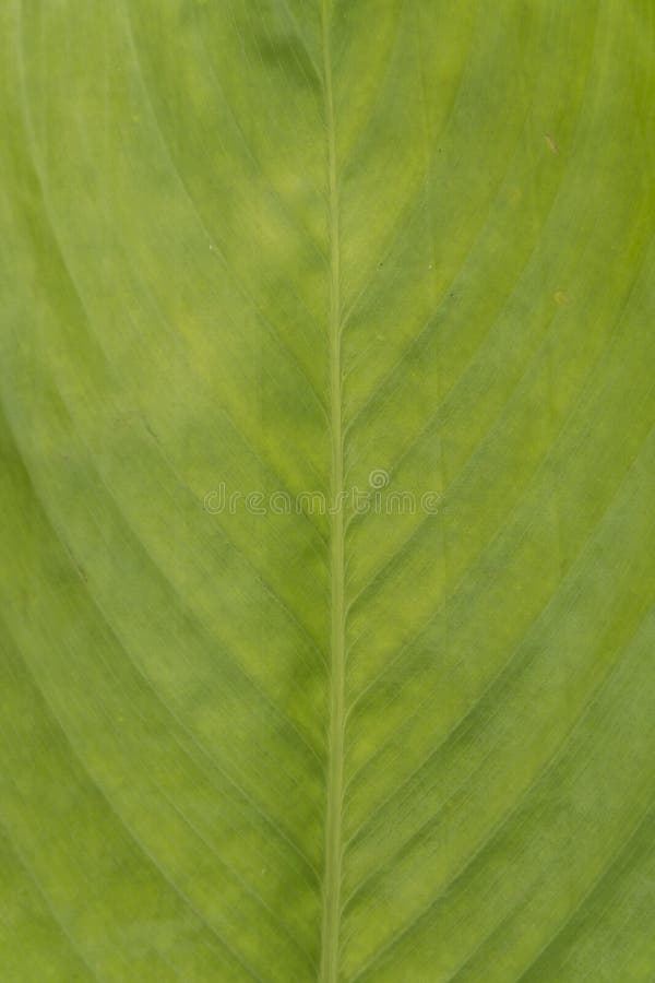 Textures and nature stock image. Image of green, design - 96398723