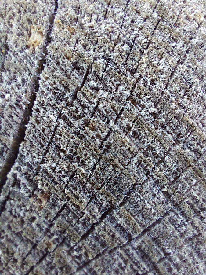 Different Textures Macro Images Stock Photo - Image of macro, plants ...