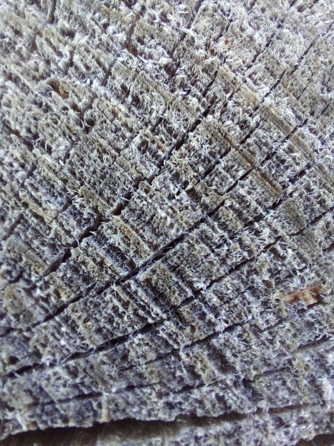 Different Textures Macro Images Stock Image - Image of plants, sunny ...