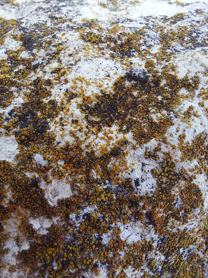 Different Textures Macro Images Stock Photo - Image of plants, potted ...