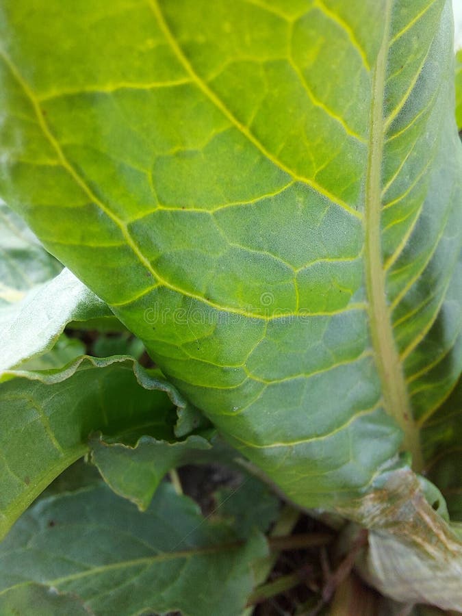 Different Textures Macro Images Stock Image - Image of plant, life ...