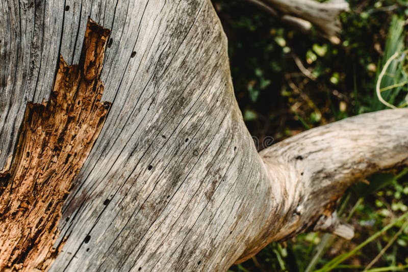 Textures of Old and Aged Wood and Tree Trunks Stock Photo - Image of ...