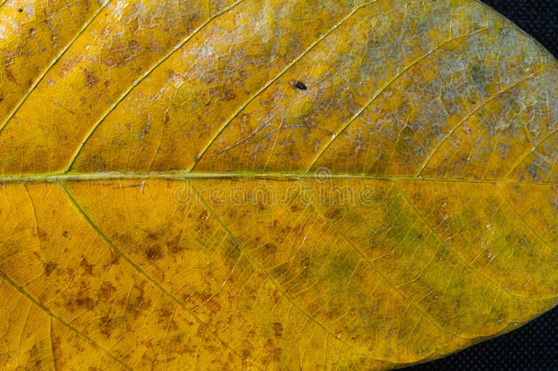 The Textures of an Old Leaf Stock Illustration - Illustration of soil ...