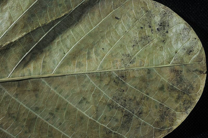 The Textures of an Old Leaf Stock Photo - Image of line, space: 237896882
