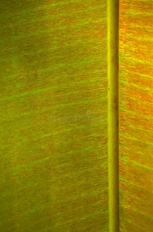 Textures and Patterns of Foliage that are Changing Color Stock Photo ...