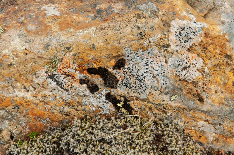 Textures and Patterns Formed by Lichen and Fungus on Stones Stock Image ...