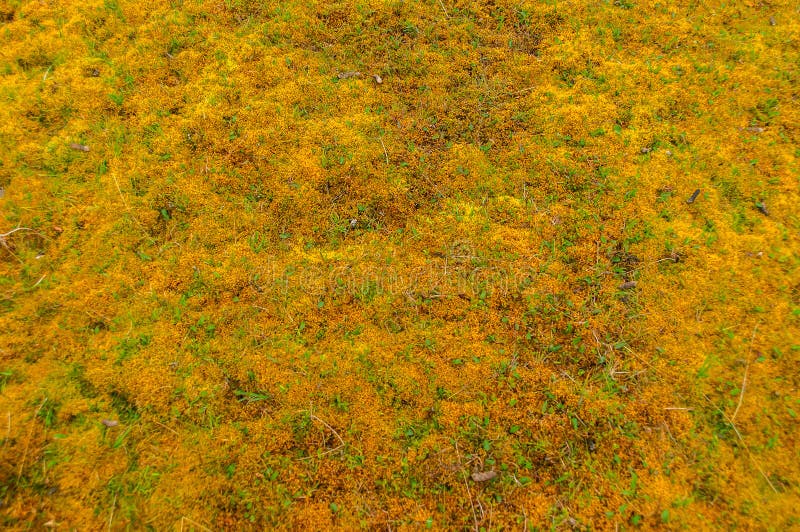 Textures and Patterns Formed by Wild Vegetation Stock Image - Image of ...