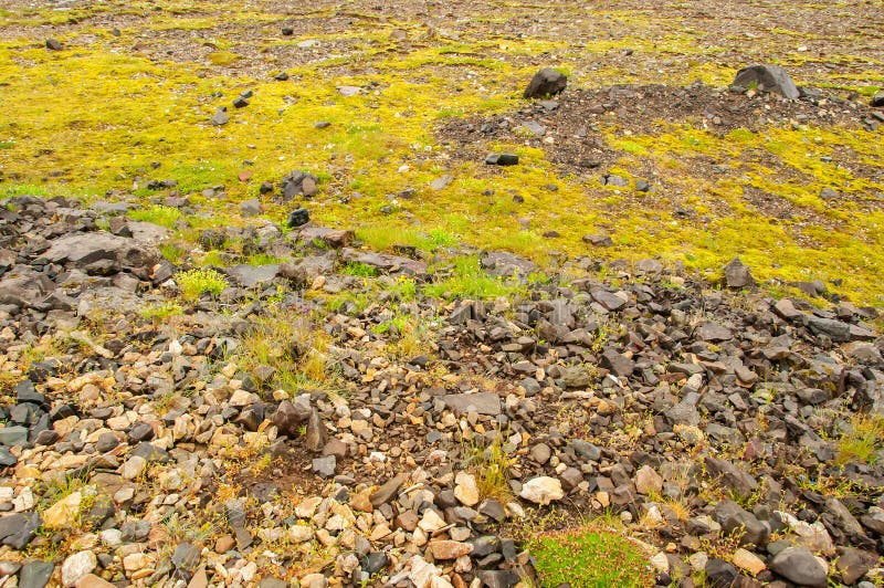 Textures and Patterns Formed by Wild Vegetation Stock Image - Image of ...