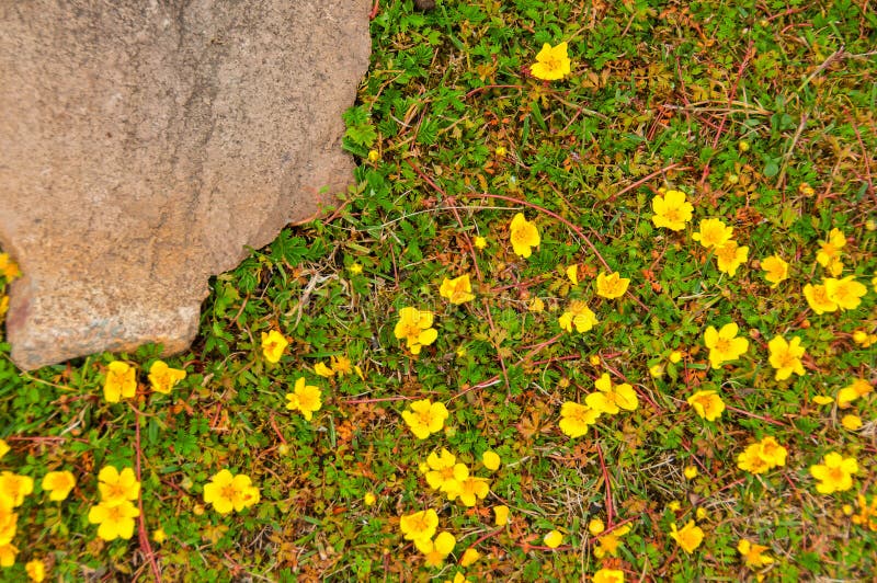 Textures and Patterns Formed by Wild Vegetation Stock Photo - Image of ...