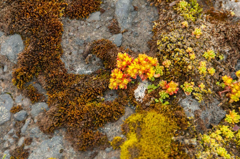 Textures and Patterns Formed by Wild Vegetation Stock Photo - Image of ...