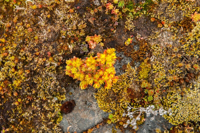 Textures and Patterns Formed by Wild Vegetation Stock Photo - Image of ...