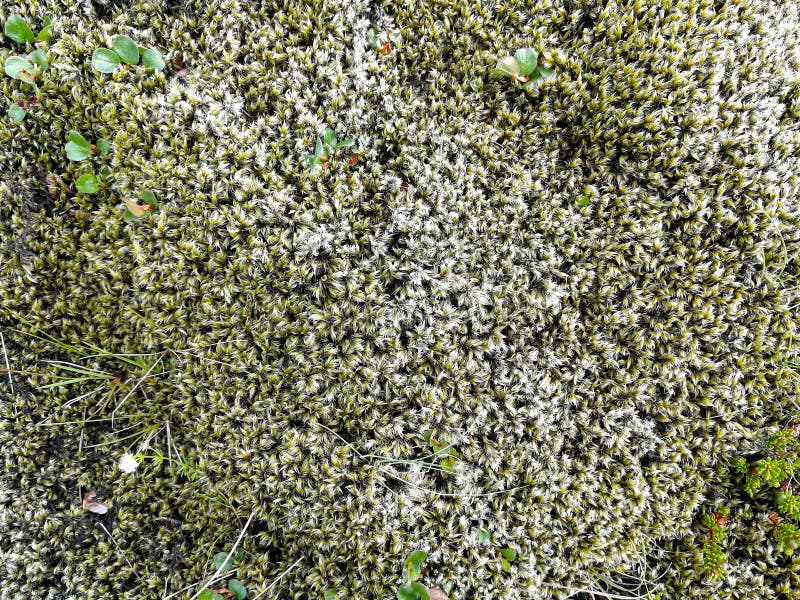 Textures and Patterns Formed by Wild Vegetation Stock Image - Image of ...