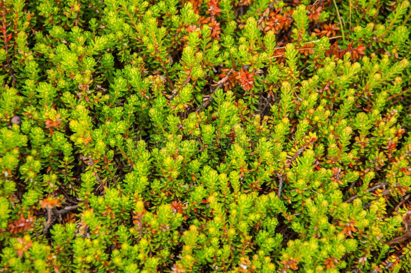 Textures and Patterns Formed by Wild Vegetation Stock Image - Image of ...