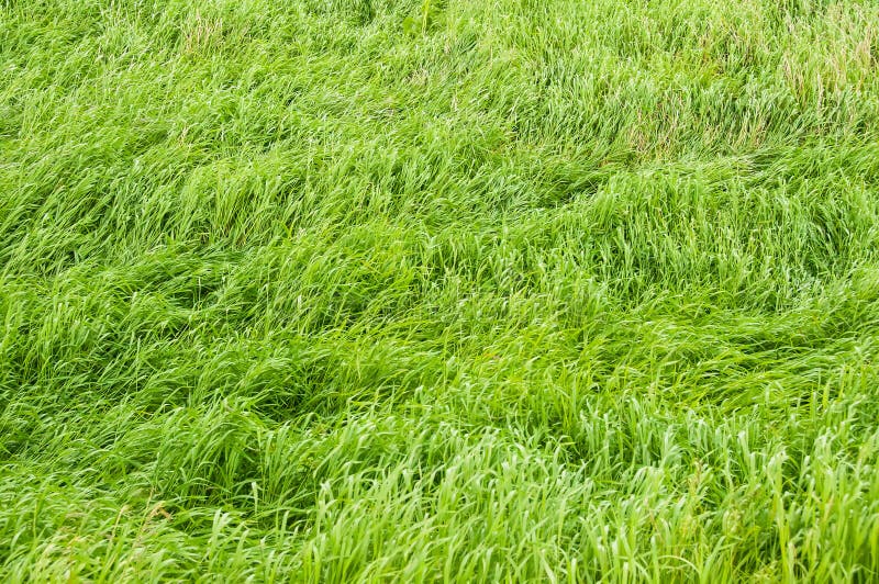 Textures and Patterns Formed by Wild Vegetation Stock Image - Image of ...