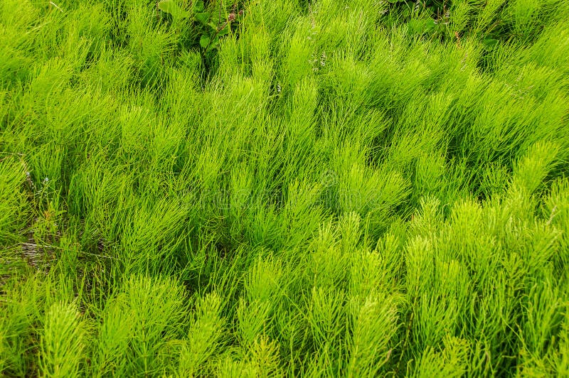 Textures and Patterns Formed by Wild Vegetation Stock Photo - Image of ...