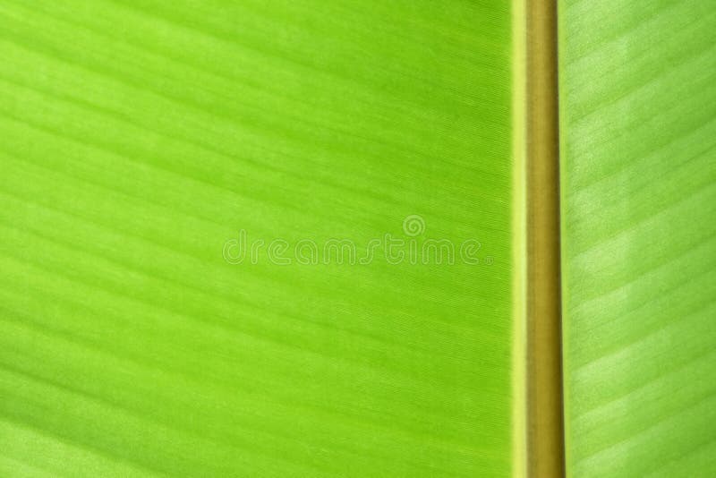 Textures and Patterns of Green Banana Leaves Fill the Frame for the ...