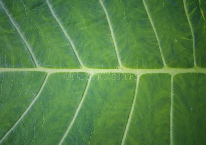 Textures and Patterns of Leaves. Stock Image - Image of botany, ecology ...