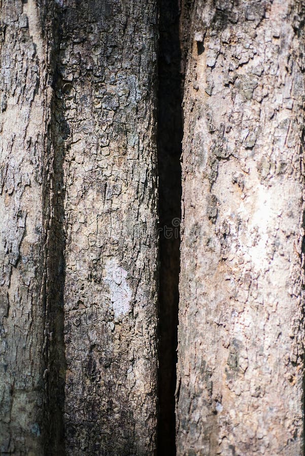 Textures and Patterns of Old Tree Trunks and Old Trees Stock Photo ...