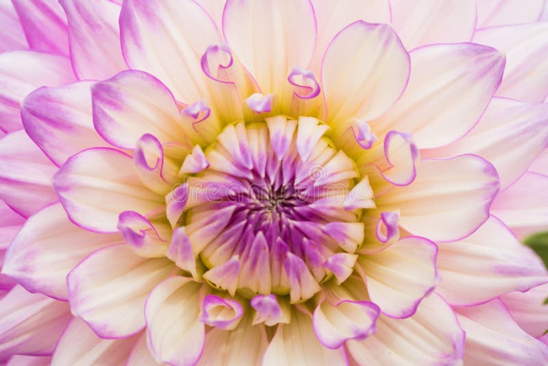 Textures Pink Flower Close-up Detail Stock Photo - Image of macro ...