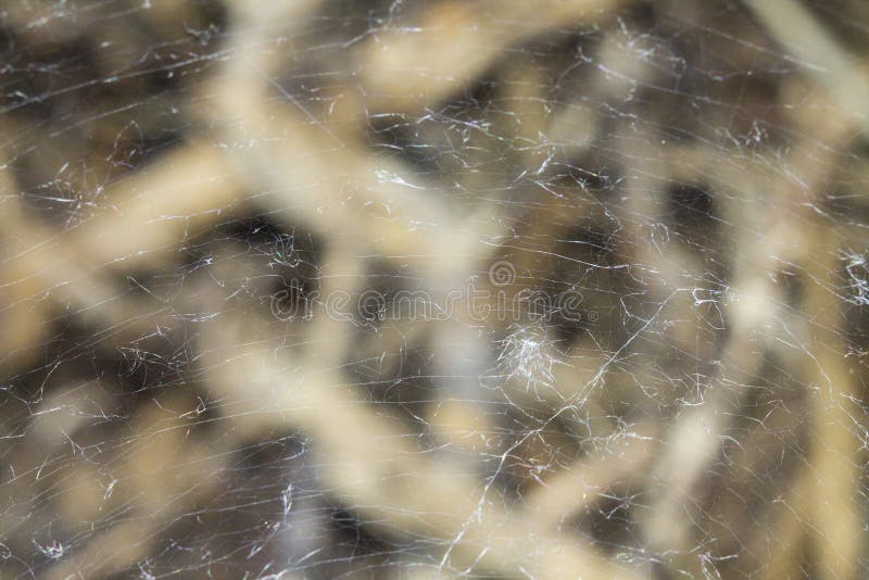 Textures spider web 1 stock photo. Image of closeup, decoration - 94514230