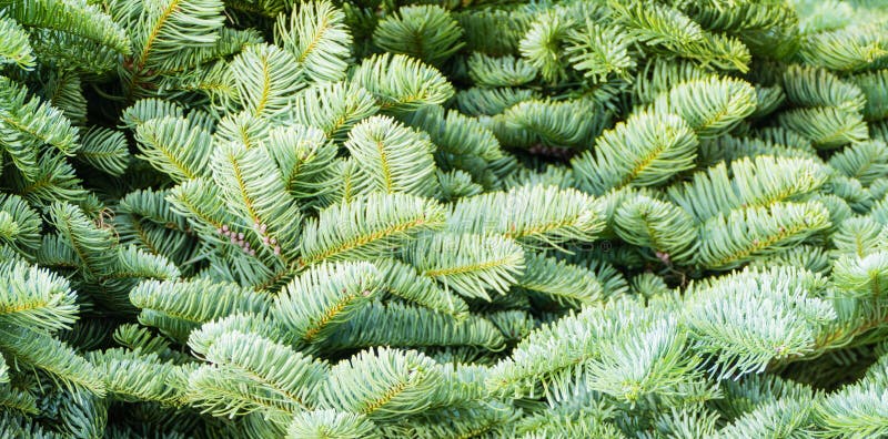 Fir Tree Branches with Green Spikes Stock Photo - Image of fresh ...