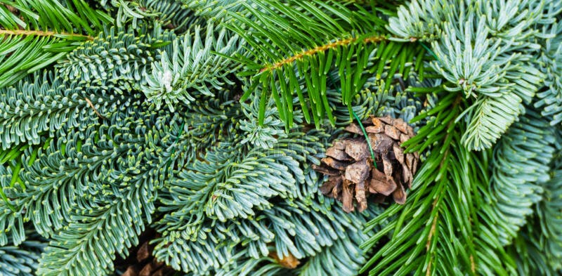 900 Fir Tree Textures Stock Photos - Free & Royalty-Free Stock Photos ...