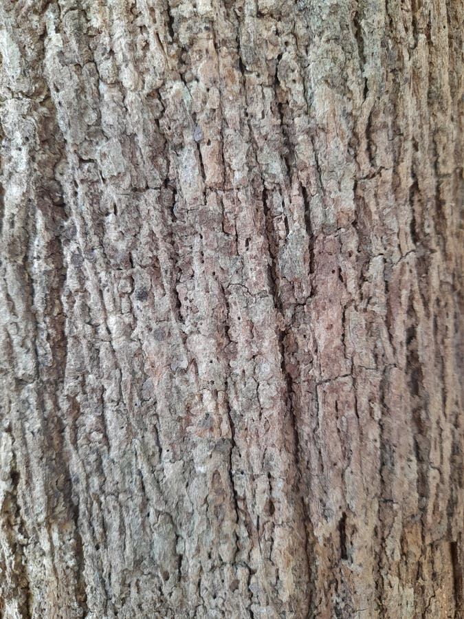 The Textures of Teak Tree Bark Stock Image - Image of cracks, branch ...