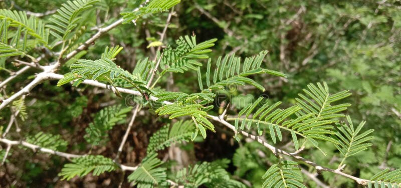 Maara Tree Stock Photos - Free & Royalty-Free Stock Photos from Dreamstime