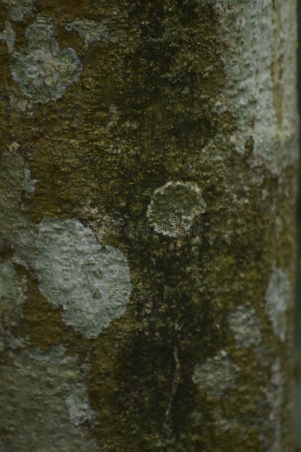 Textures on Tree Macro Photography Stock Image - Image of green, wood ...