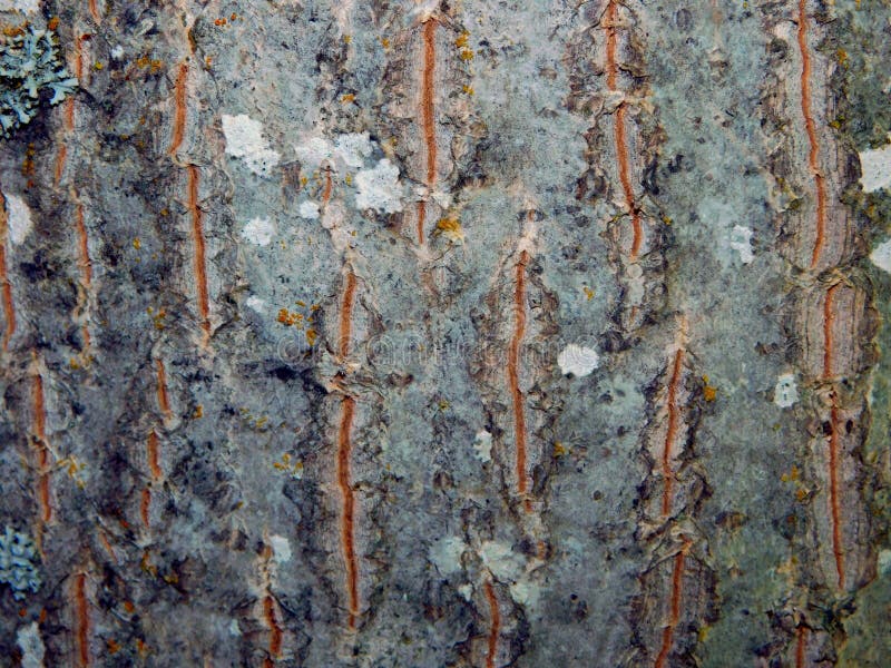 Textures of a Tree for Nature Backgrounds Stock Image - Image of ...