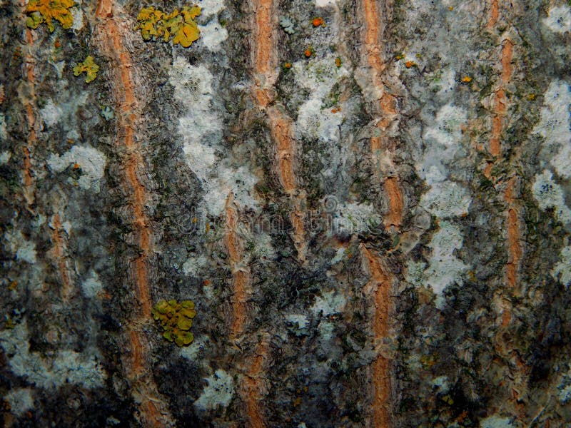 Textures of a Tree for Nature Backgrounds Stock Photo - Image of design ...