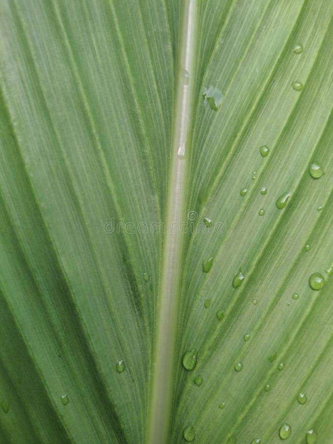 Textures and Veins Leaf in the Garden Stock Photo - Image of forest ...