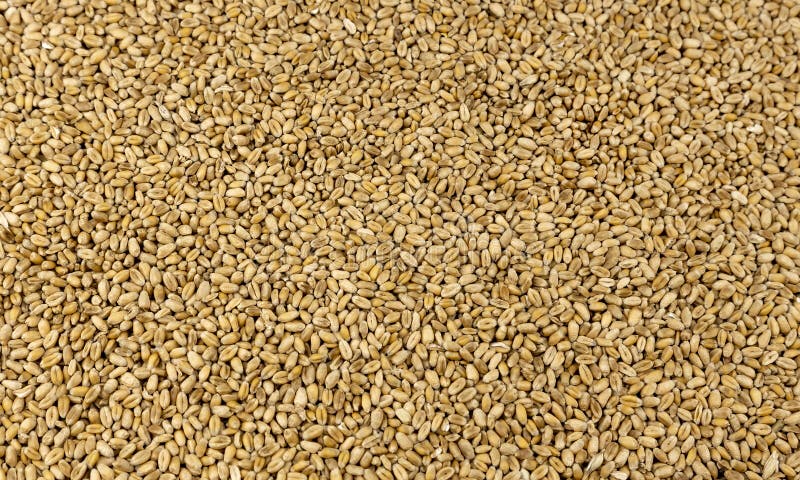 Textures of Wheat Grains. Freshly Harvested Crop. Stock Image - Image ...