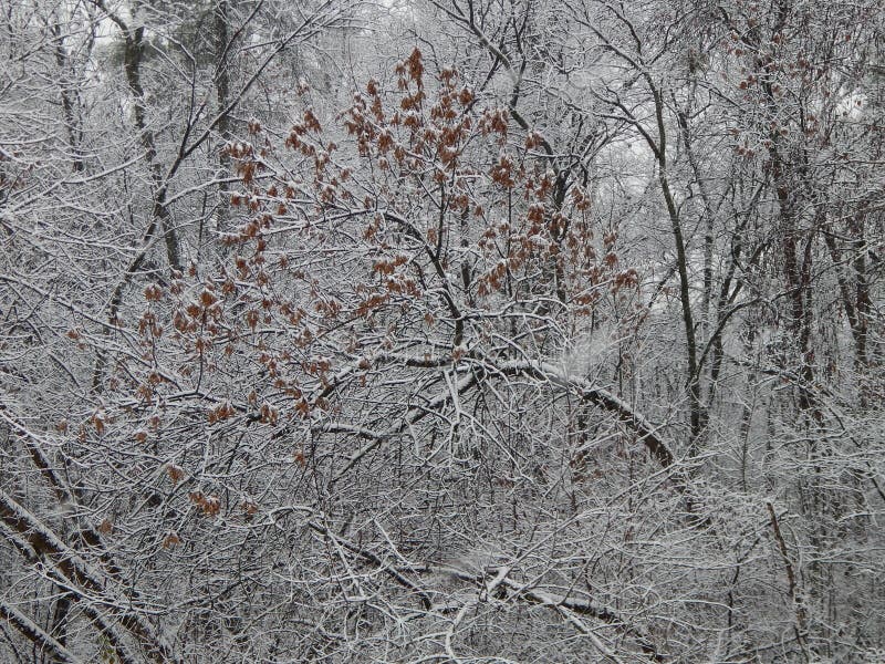 Textures of Winter Snow, Trees and Plants Stock Image - Image of snow ...