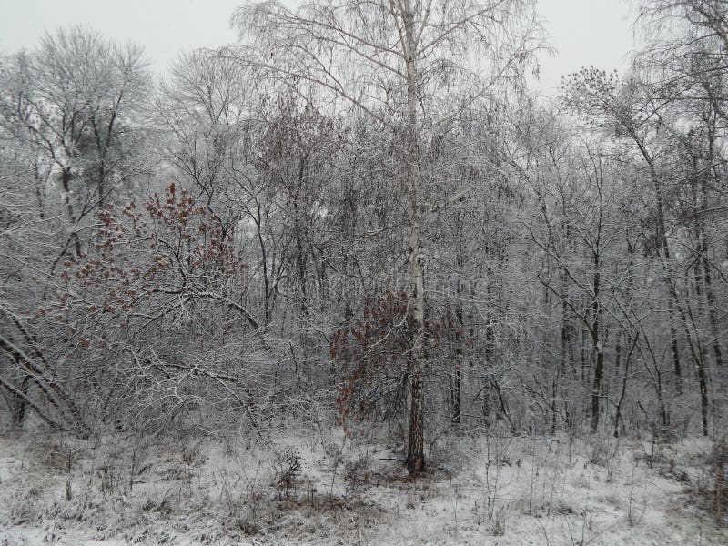 Textures of Winter Snow, Trees and Plants Stock Image - Image of white ...