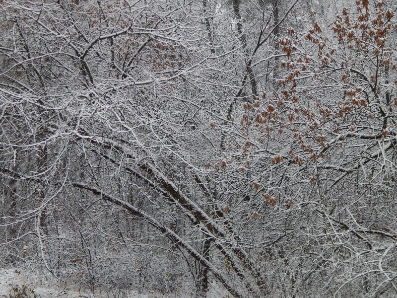 Textures of Winter Snow, Trees and Plants Stock Image - Image of plants ...